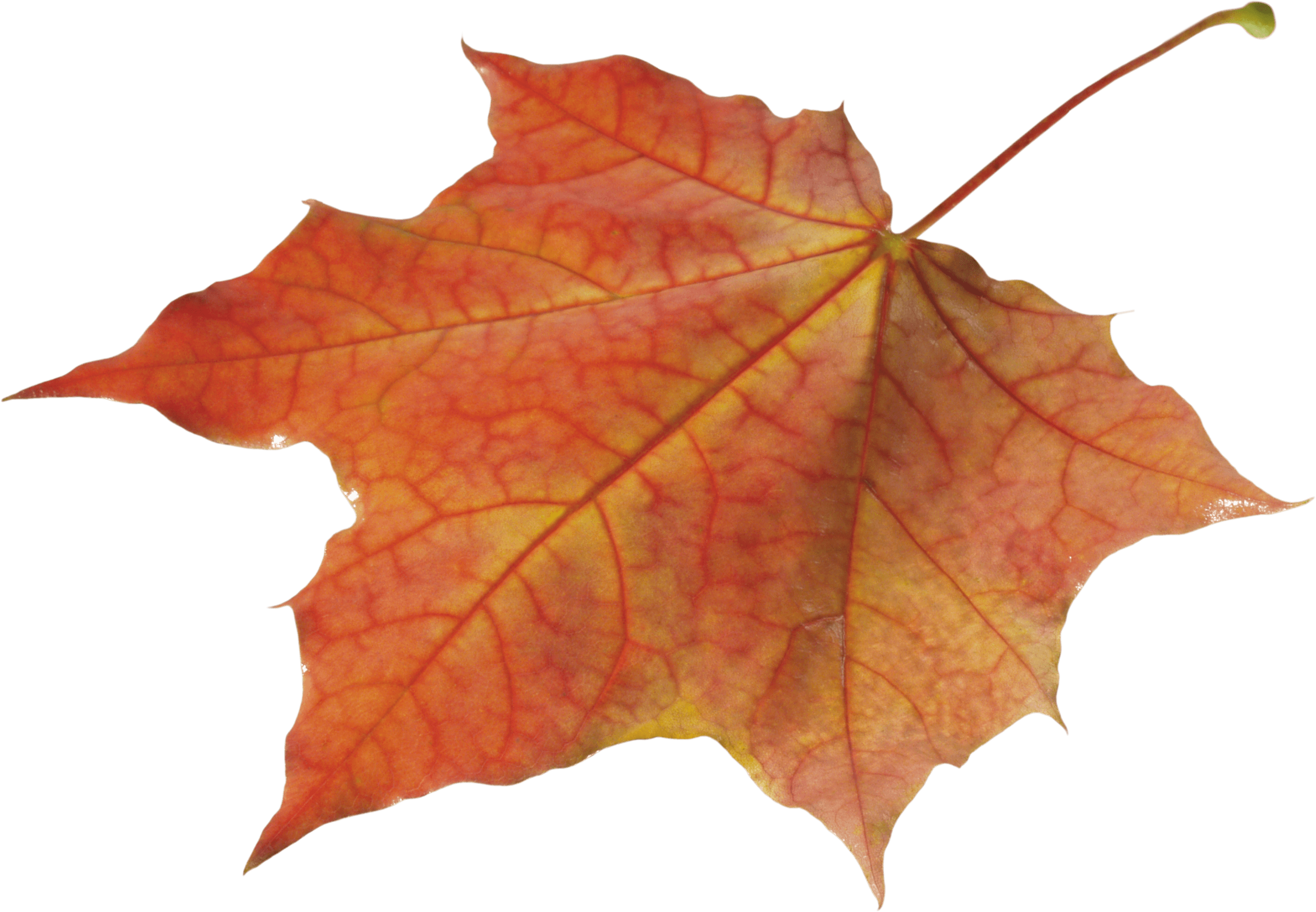 Download Autumn Leaves Solo Left transparent PNG